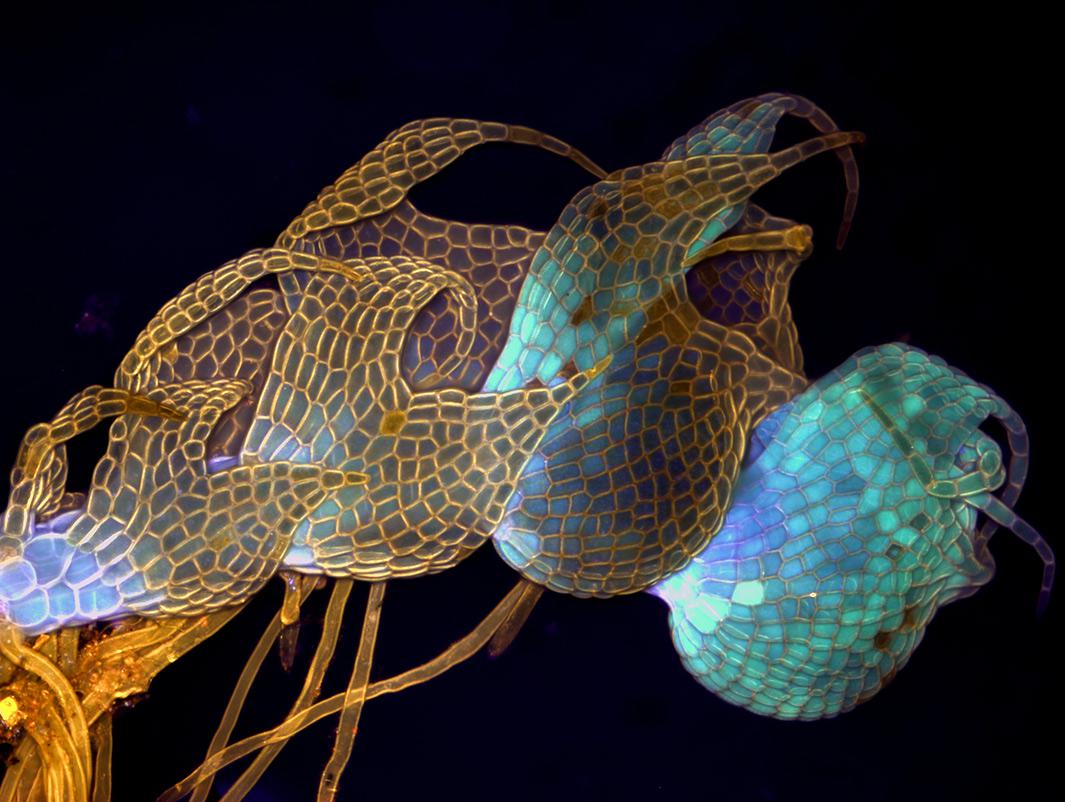 Nikon Small World photomicrography competition: Winners of the 40th ...