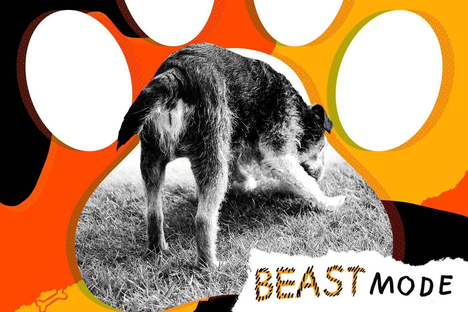 How do I get my dog to stop eating poop: pet advice from Beast Mode.