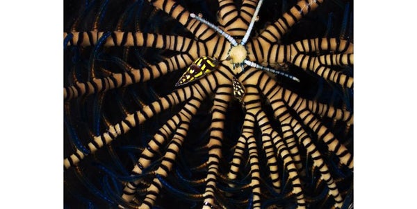 Nikon Small World competition: Photos of animal body parts.