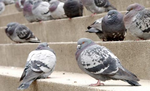 Animal obesity: Are pigeons getting fatter?