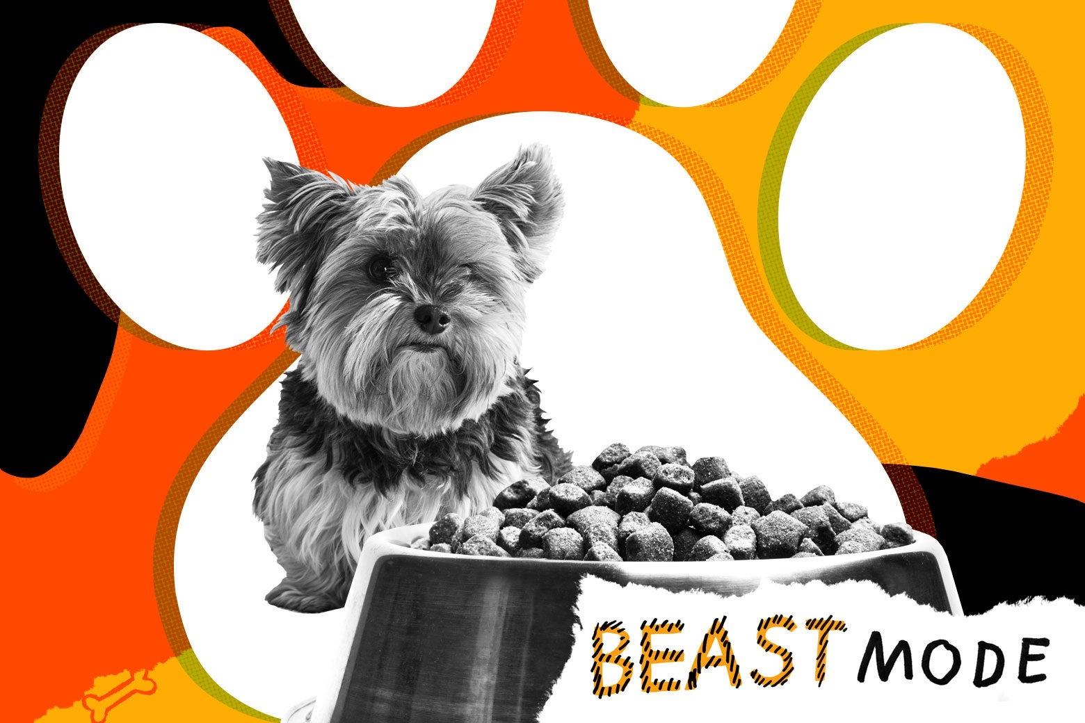my-puppy-won-t-eat-kibble-is-human-food-ok-pet-advice-from-beast-mode