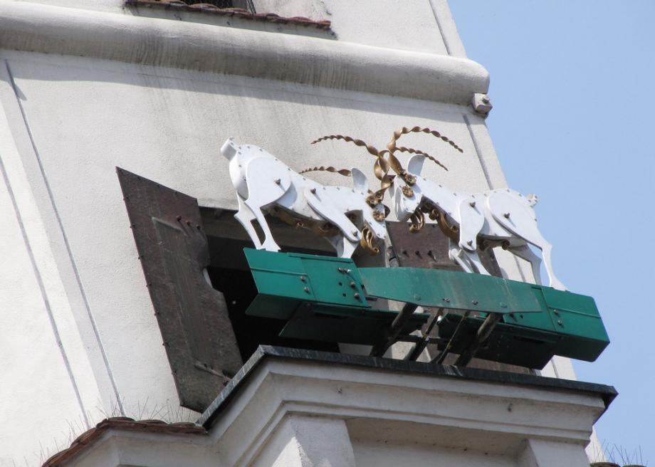 The Fighting Goats of Poznań, Poland, have been fighting for hundreds ...