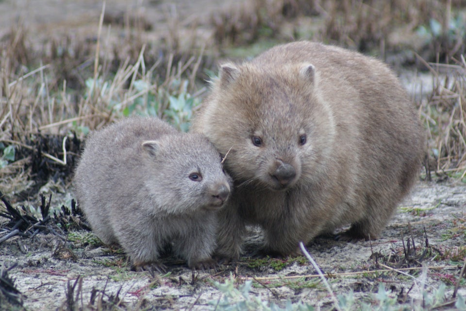 Why wombats poop cubes: an engineer explains the science and the ...