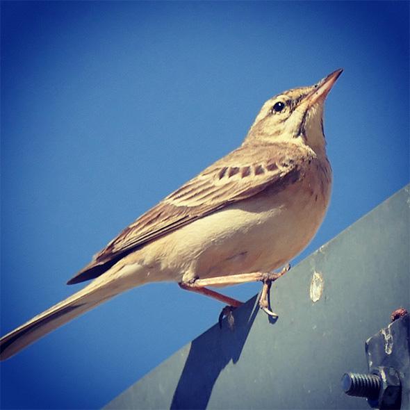 Noah Strycker broke birding’s worldwide Big Year record.