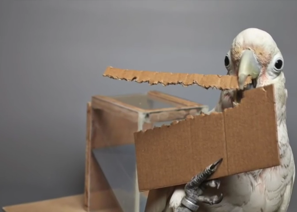 Tool-making cockatoos are clever birds.