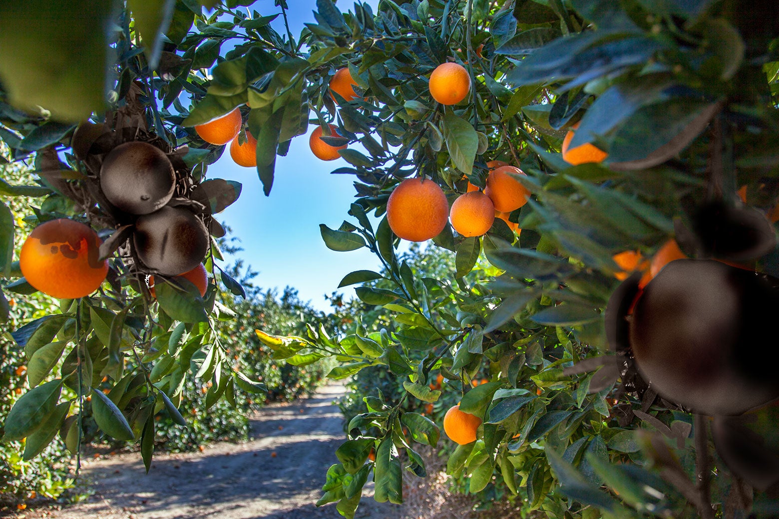 There’s a citrus pandemic lurking in California backyards.