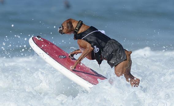 DogVacay: Dog-sitting site grows sharply