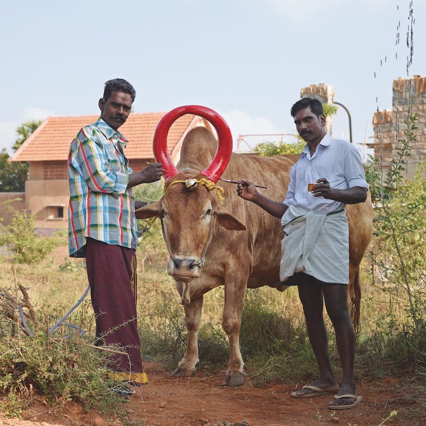 Daniel Naude photographs cows in his book, Sightings of the Sacred.