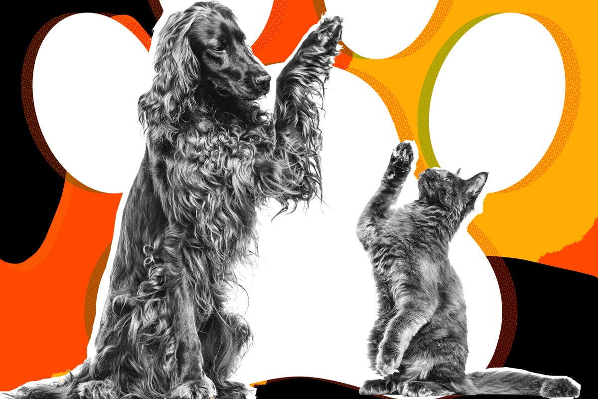 Dog High Five Cat