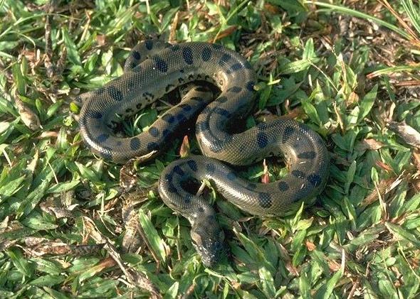 Green anacondas in the Everglades: The largest snake in the world has ...