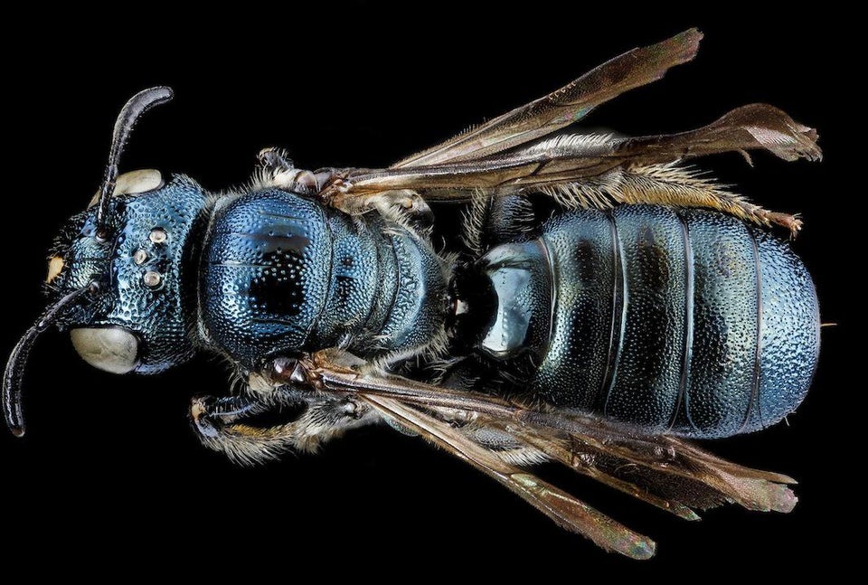 The U.S. Geological Survey Bee Inventory and Monitoring Lab photograph ...