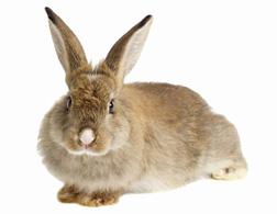 How do you treat rabbit phobia?