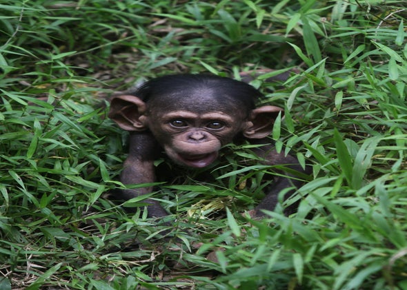 First chimpanzee fad: Grass-ear phenomenon studied in chimps.