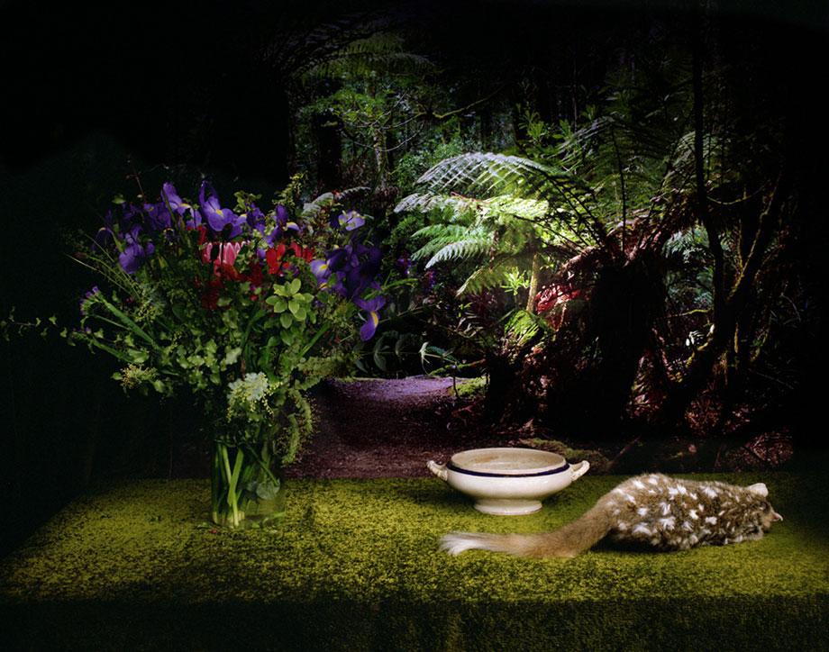 Marian Drew: Photographing still lifes of dead animals in Australia ...