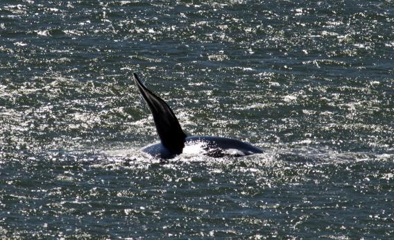 Spade-toothed beaked whale: First specimens of whale species thought ...