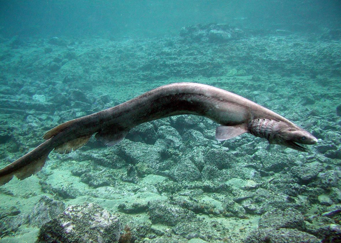 Frilled shark, with head of snake and 300 teeth, found swimming off ...