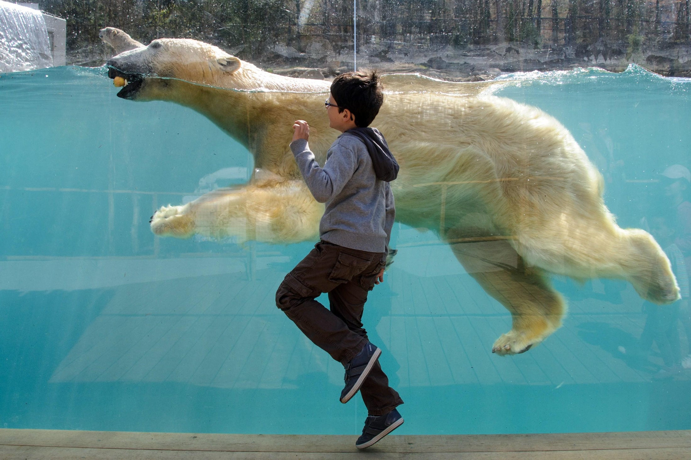 Animal Madness Zoochosis Stereotypic Behavior And Problems With Zoos animal-madness-zoochosis-stereotypic-behavior-and-problems-with-zoos