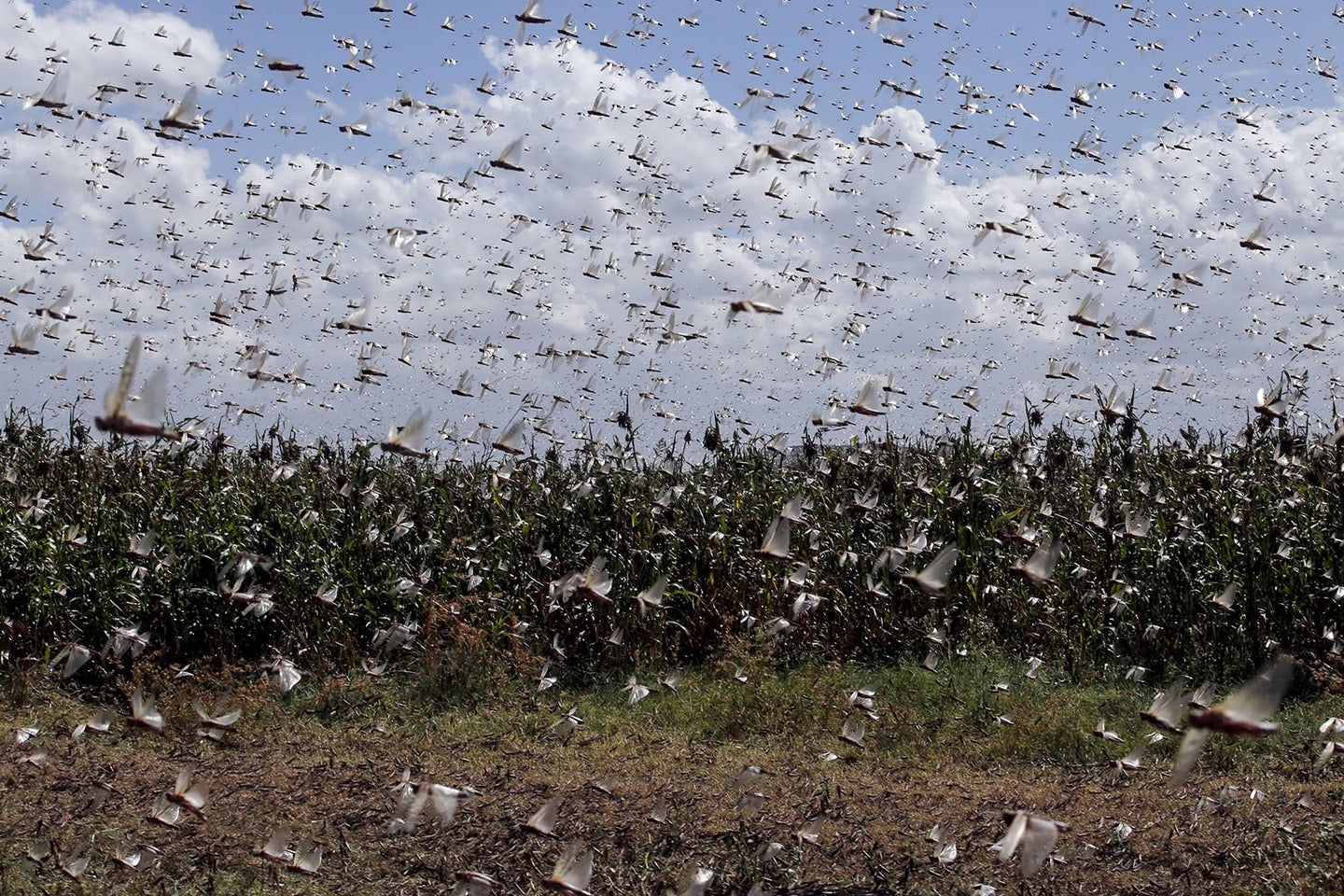 Whats Going On With Grasshoppers And Farmers In The West