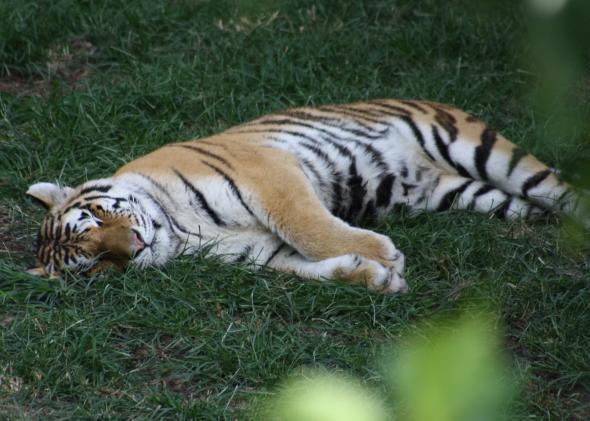 St. Louis Zoo gun demonstration: court blocks open-carry rally.