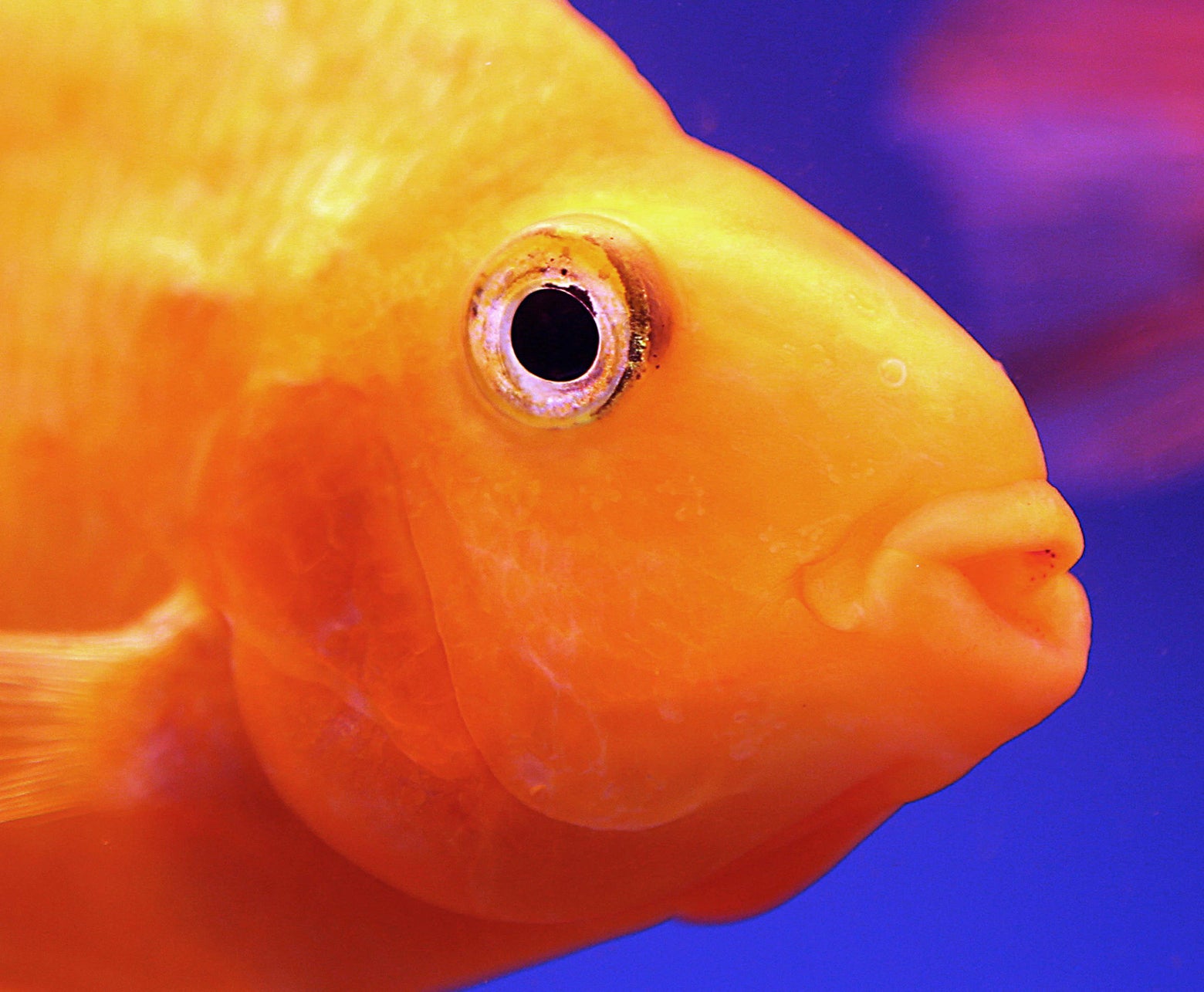 Colorado goldfish invasion: Never release unwanted pets into the wild ...
