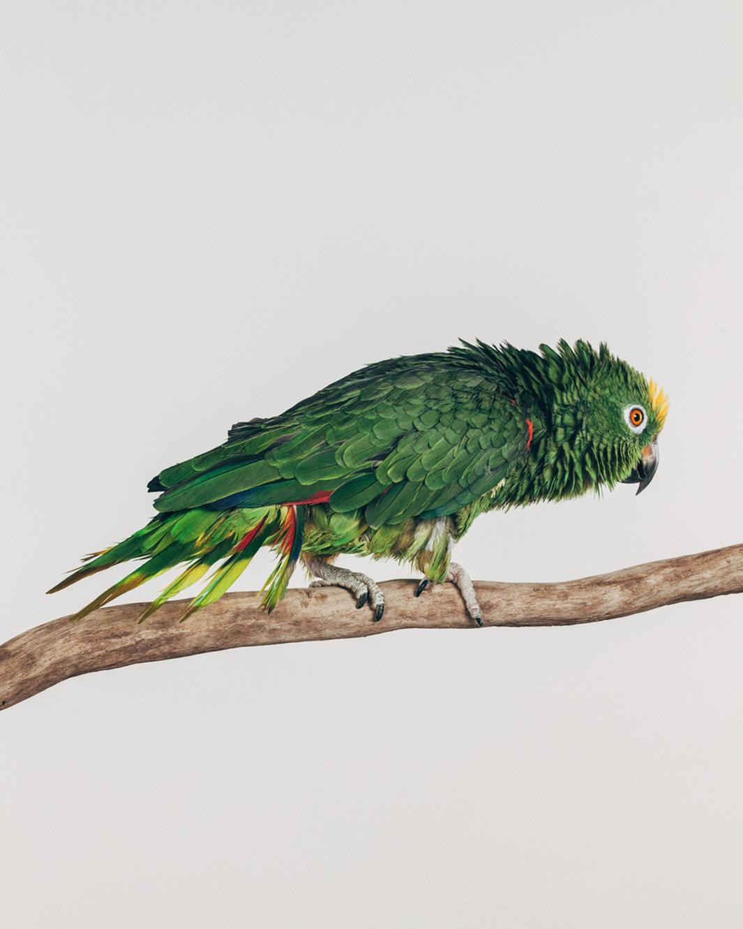 Oliver Regueiro: Earthbound is a series of portraits of exotic birds ...