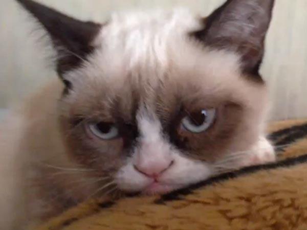 Grumpy Cat sells out: Viral reddit sensation does a Friskies commerical.