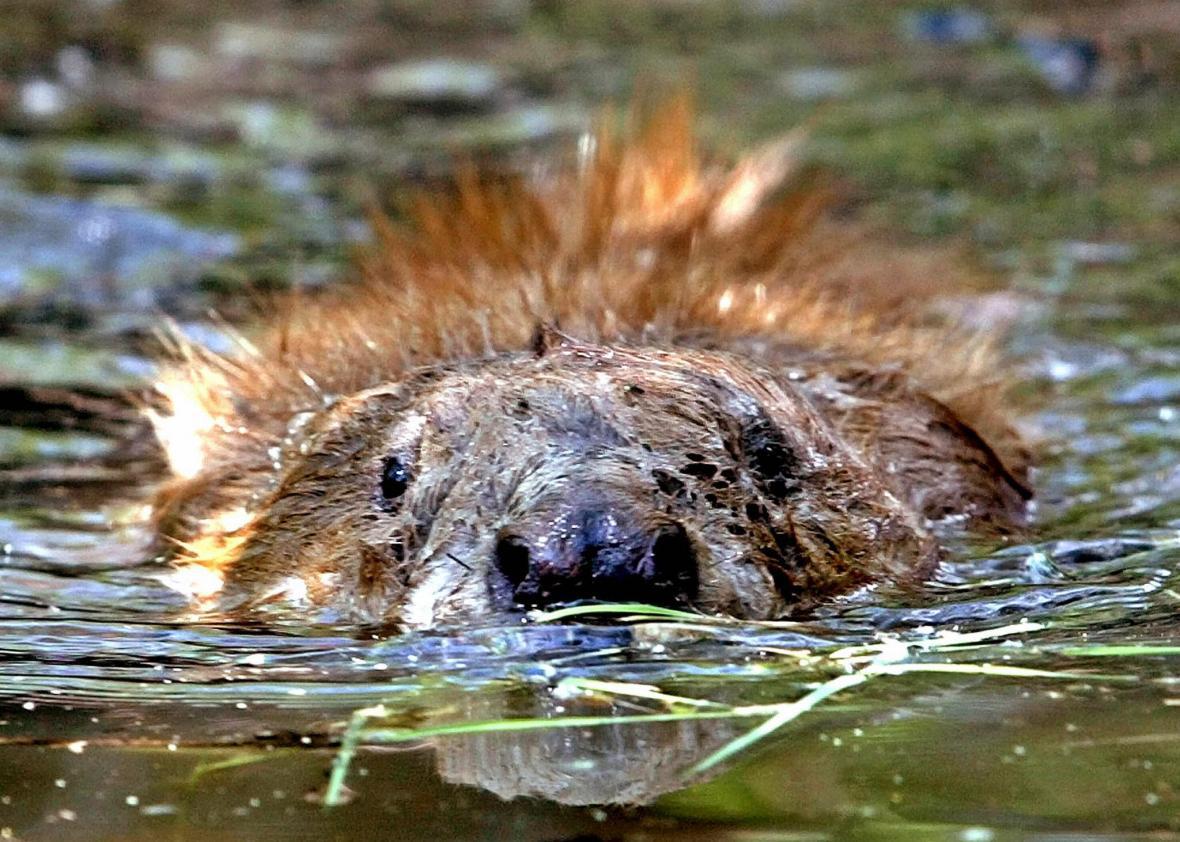 Video: Beavers parachuting out of airplanes in Idaho.