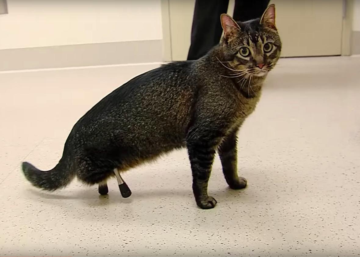 Veterinarians at Iowa State university change a kitten’s life with new ...