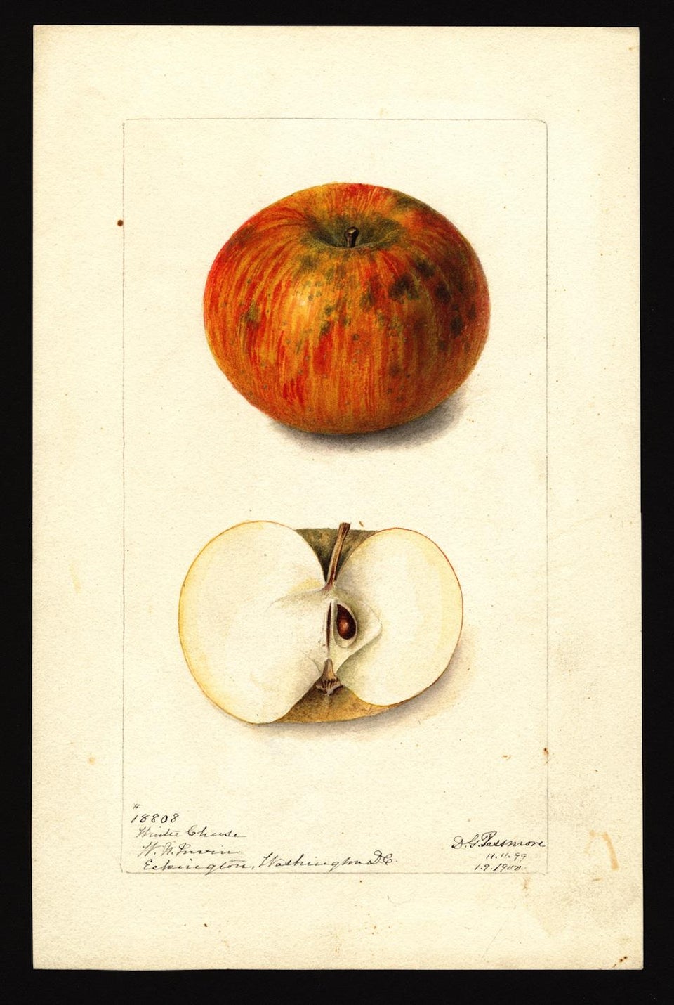 What did old apple varieties look like? Watercolors from the USDA library.