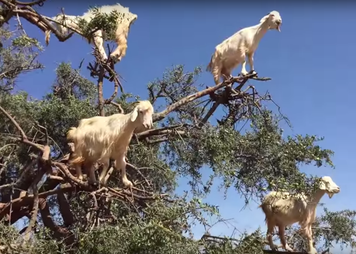 Tree-climbing goats: Moroccan fruit draws them off the ground (VIDEO).