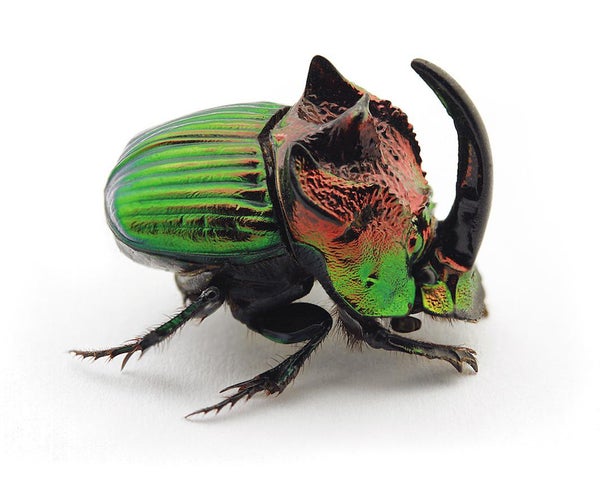 Christopher Marley photographs the natural world in his book, Biophilia.