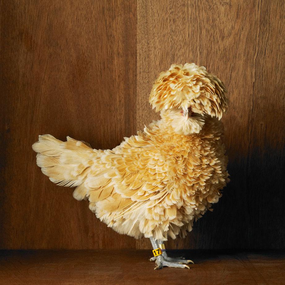 Tamara Staples: "The Magnificent Chicken" examines varieties of ...