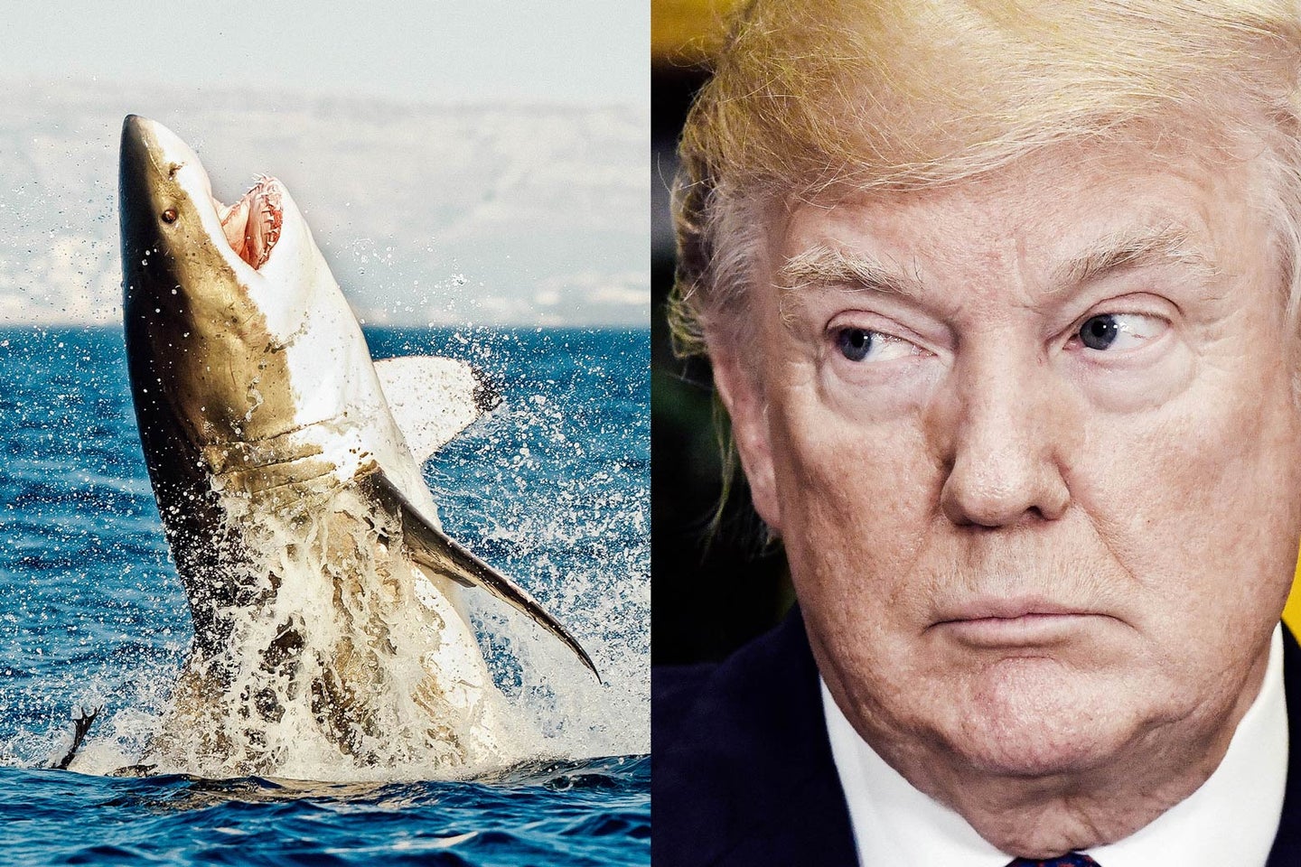 Trump’s shark obsession is an endearing distillation of his horrific ...