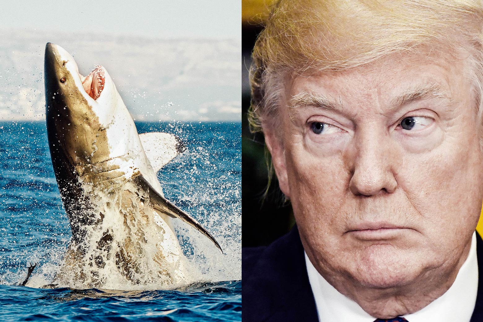 Trump’s shark obsession is an endearing distillation of his horrific ...