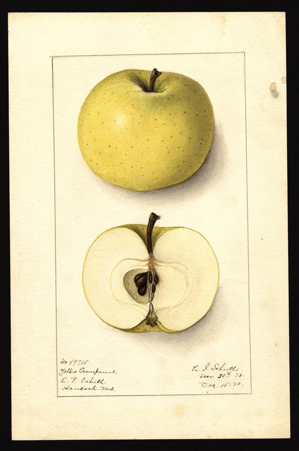 What did old apple varieties look like? Watercolors from the USDA library.