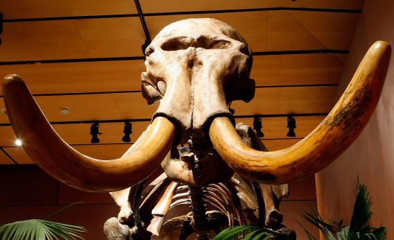 Mammoth extinction: explained by meteorite impact and alien melt-glass?