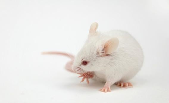 Animals drowned in Sandy: NYU medical research is set back years by ...