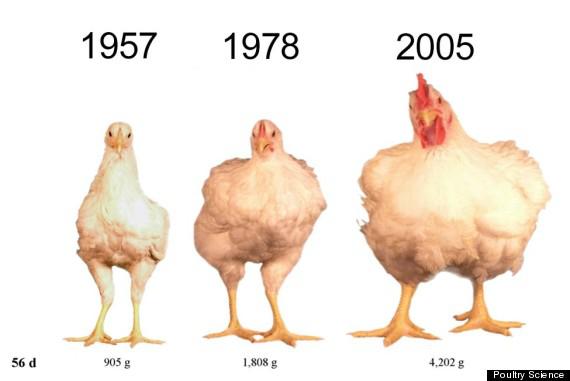 See the Startling Growth of Chickens From 1957 to 1978 to 2005