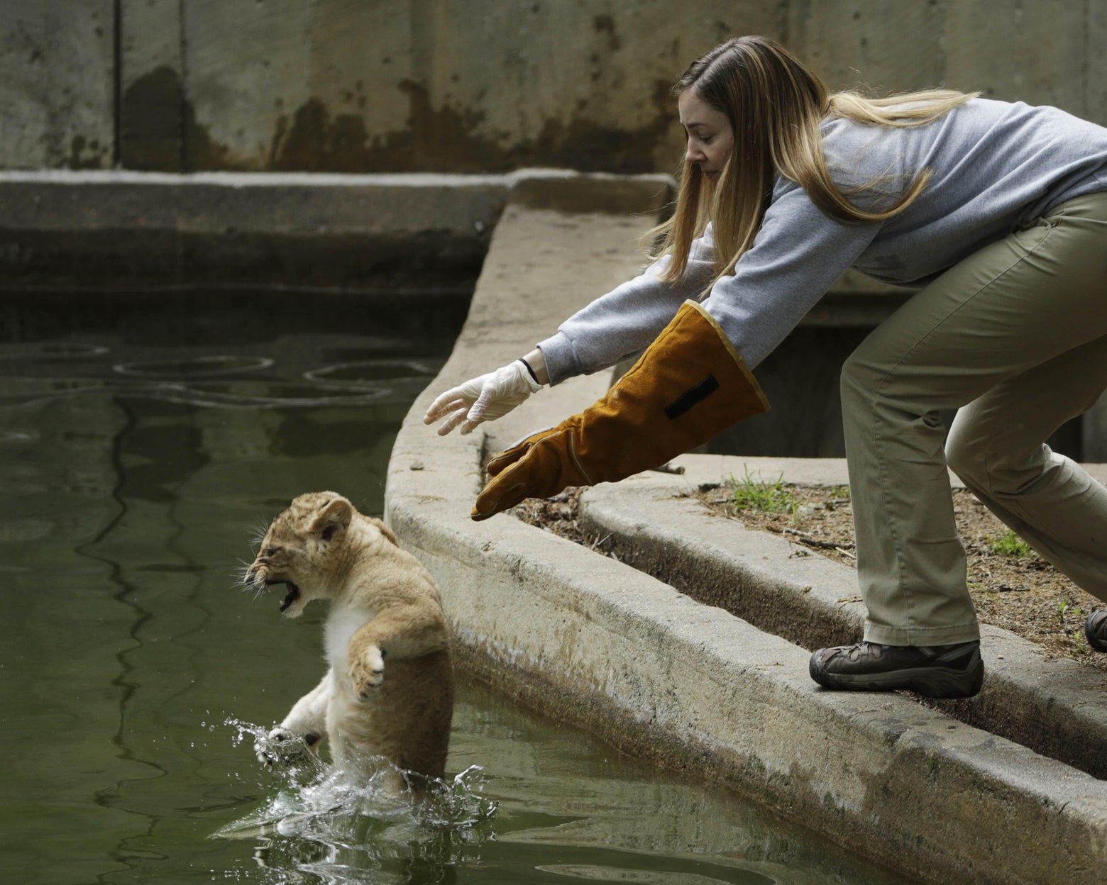 Lion cub swim test: Lions cubs learn how to swim at the National Zoo ...