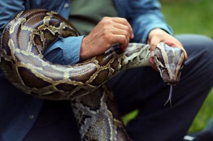 Florida invasive species: Pythons, iguanas, swamp eels, giant African ...