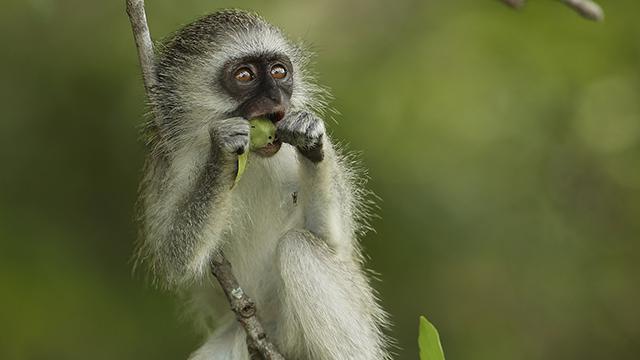 Monkey social cues: Experiment shows behavior determined by group.
