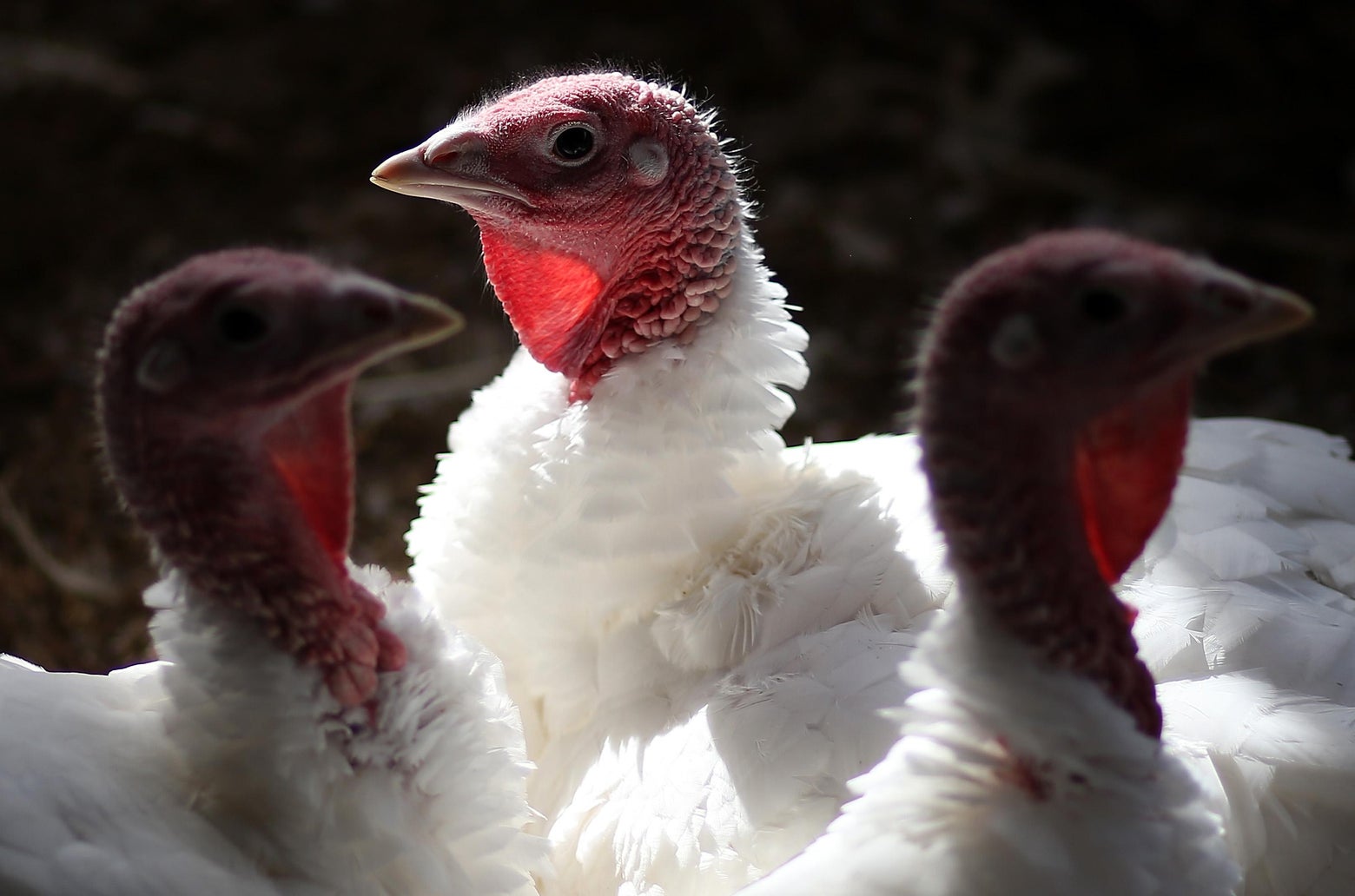 How do farmers produce so many turkeys for Thanksgiving?