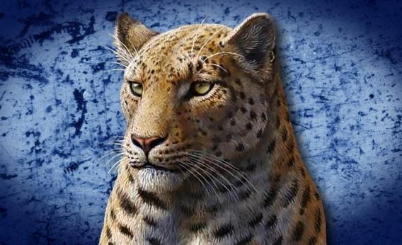 Oldest cat fossil: Tibet relative of the snow leopard shakes up big cat ...