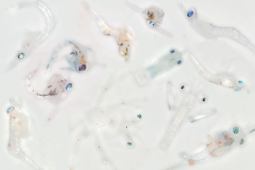 Shrimp larvae use “disco eye-glitter” to be invisible to predators.