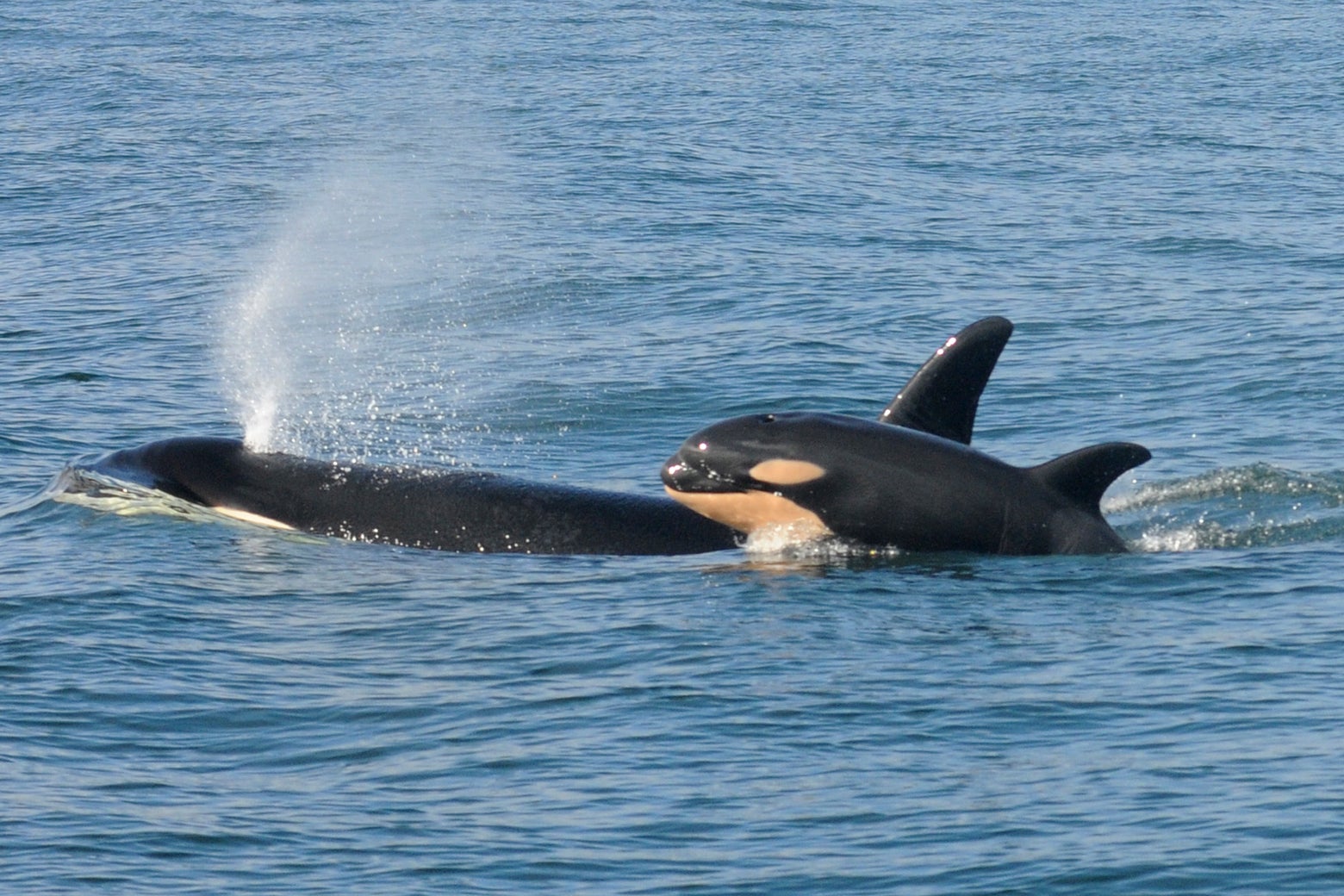 Tahlequah ends "tour of grief": Mother orca finally drops dead calf ...