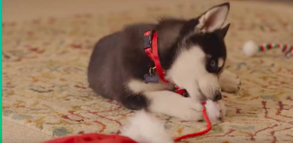 Hulu's "Puppies Crash Christmas" is the season stress relief you need.