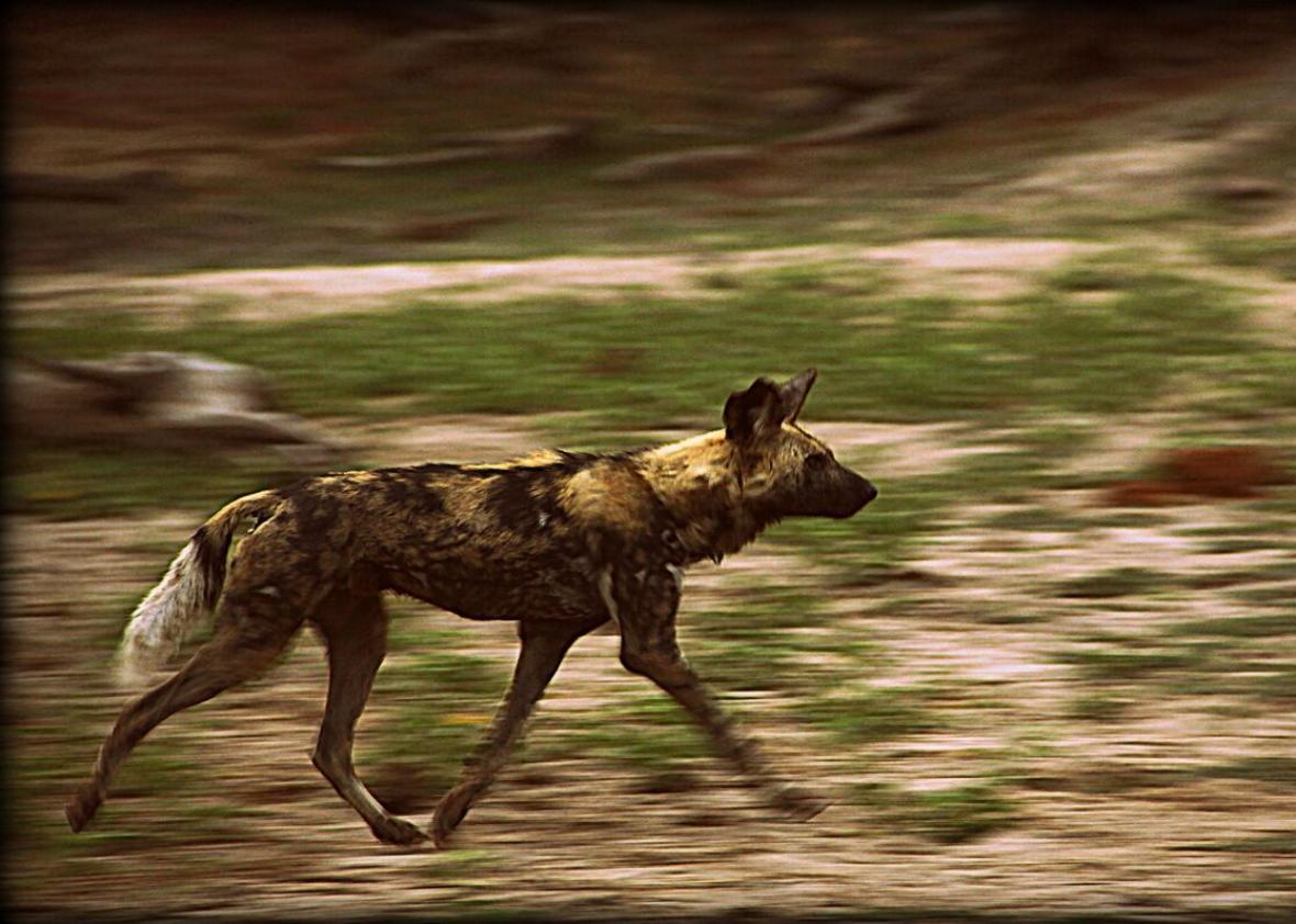 Wild dogs are brutal killers with a cooperative society.