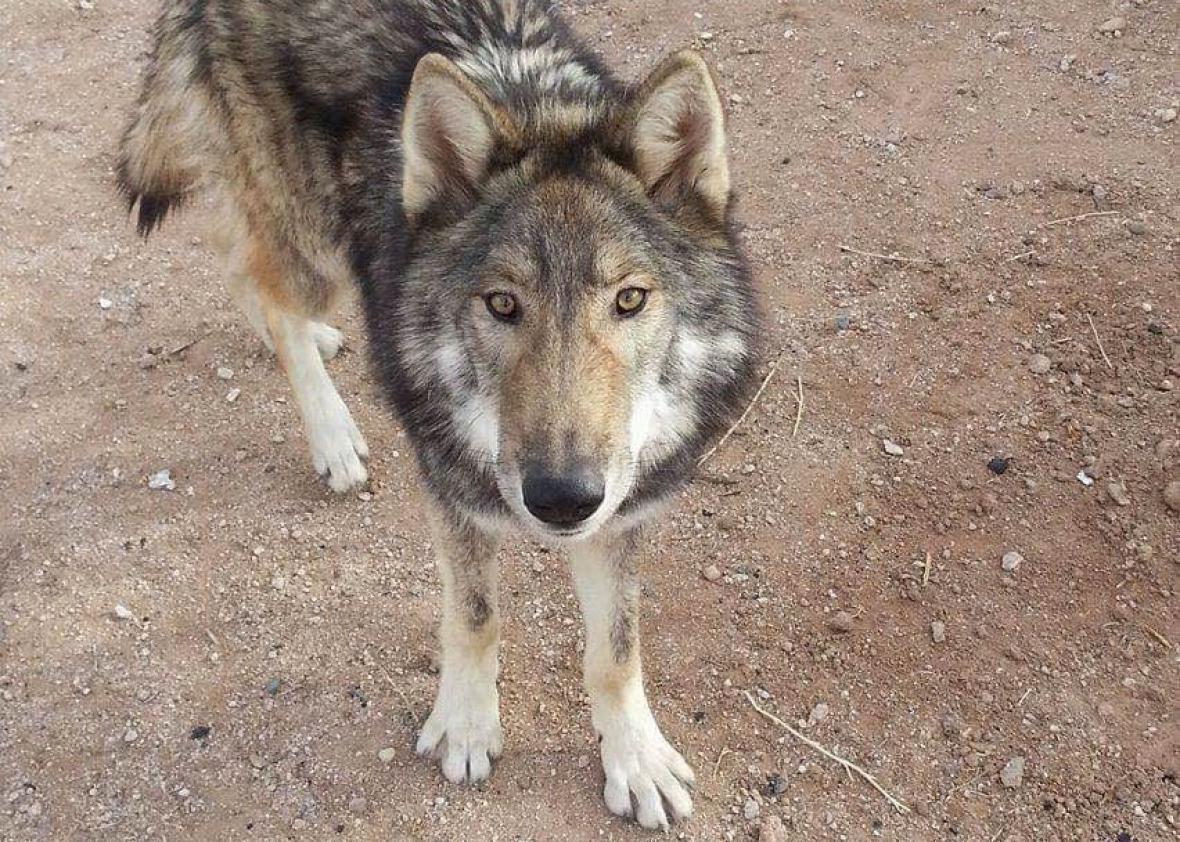 Arizona man accidentally adopted a wolf pup (VIDEO).