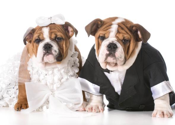 Can Dogs Legally Get Married