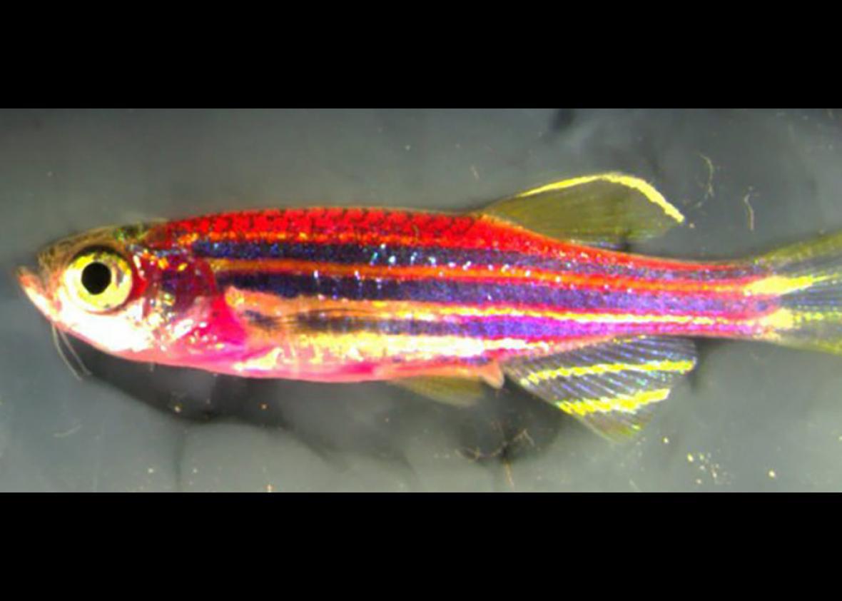 Zebrafish skin rainbow in Duke labs shows how fish respond to injury ...